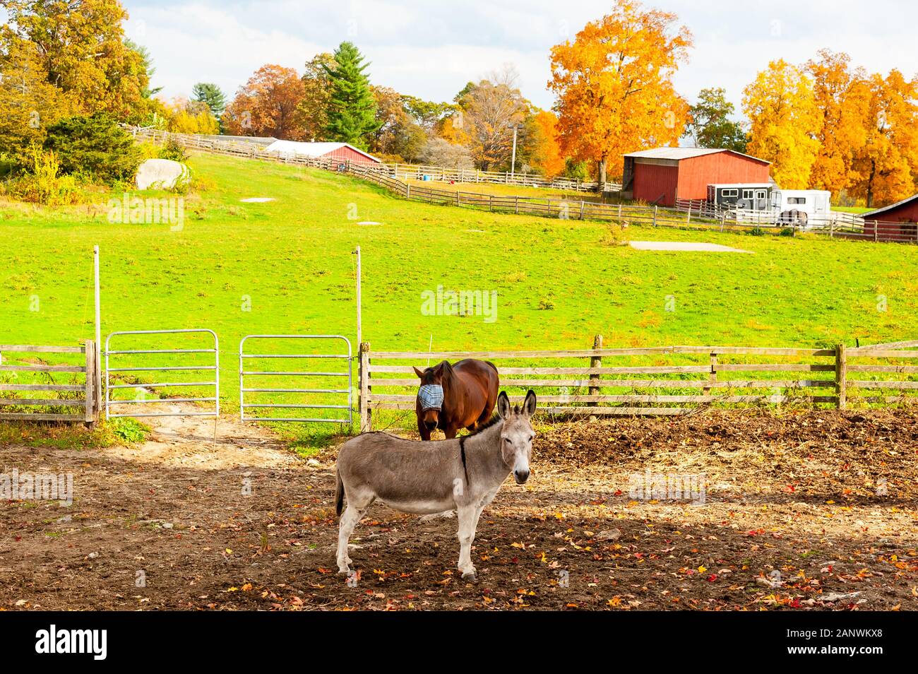 Burro cross hi-res stock photography and images - Alamy