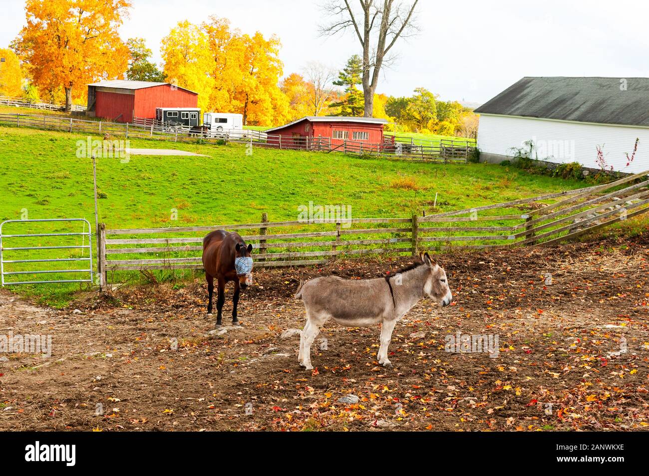 Burro cross hi-res stock photography and images - Alamy