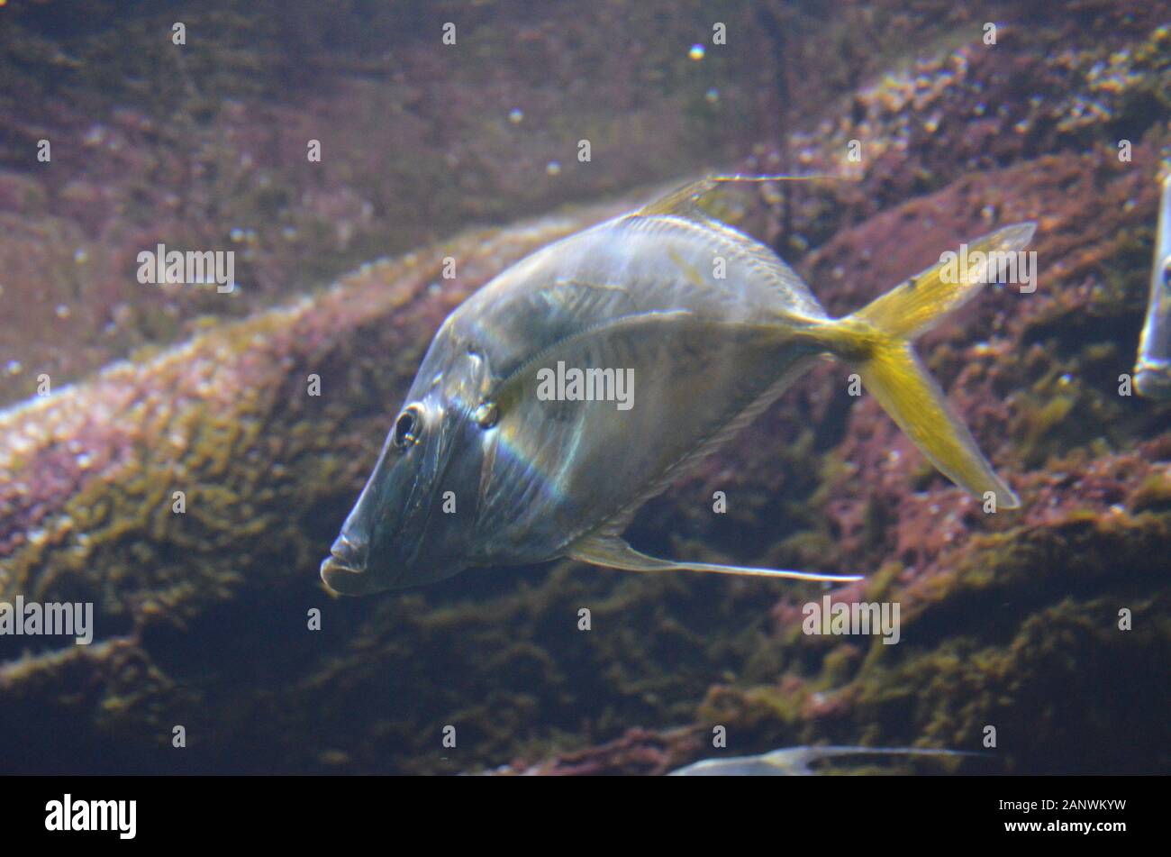 Lockdown fish Selene dorsalis Atlantic, aquarium Berlin Germany Stock ...