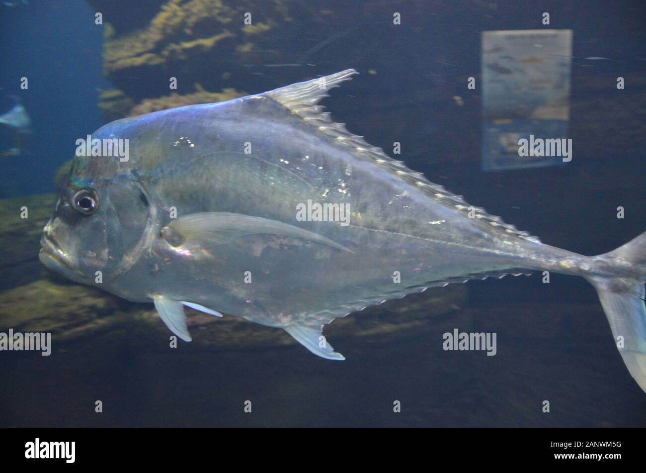 Selene dorsalis hi-res stock photography and images - Alamy