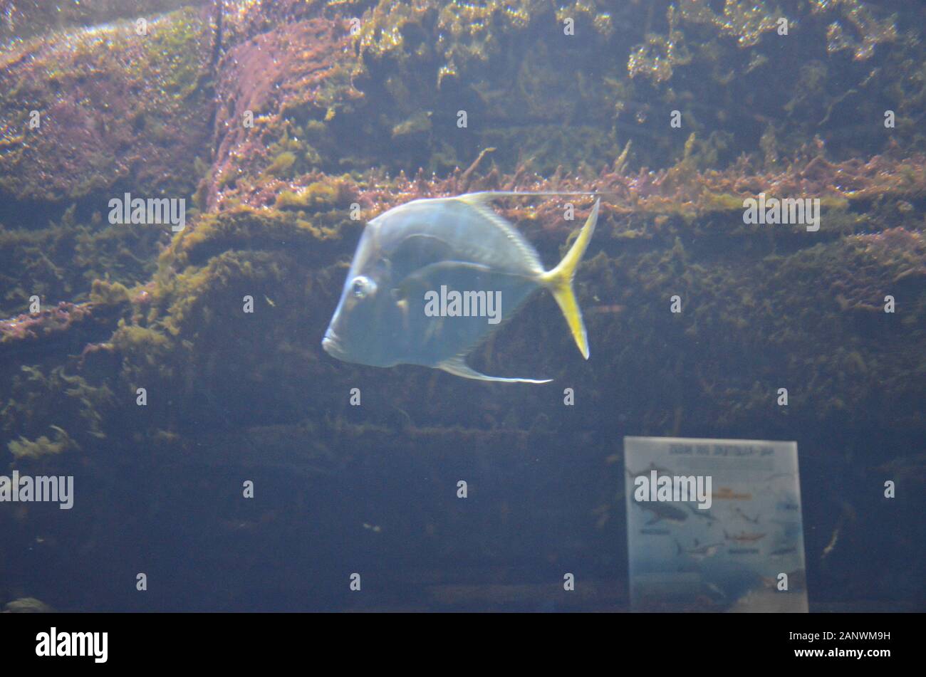 Lockdown fish Selene dorsalis Atlantic, aquarium Berlin Germany Stock ...