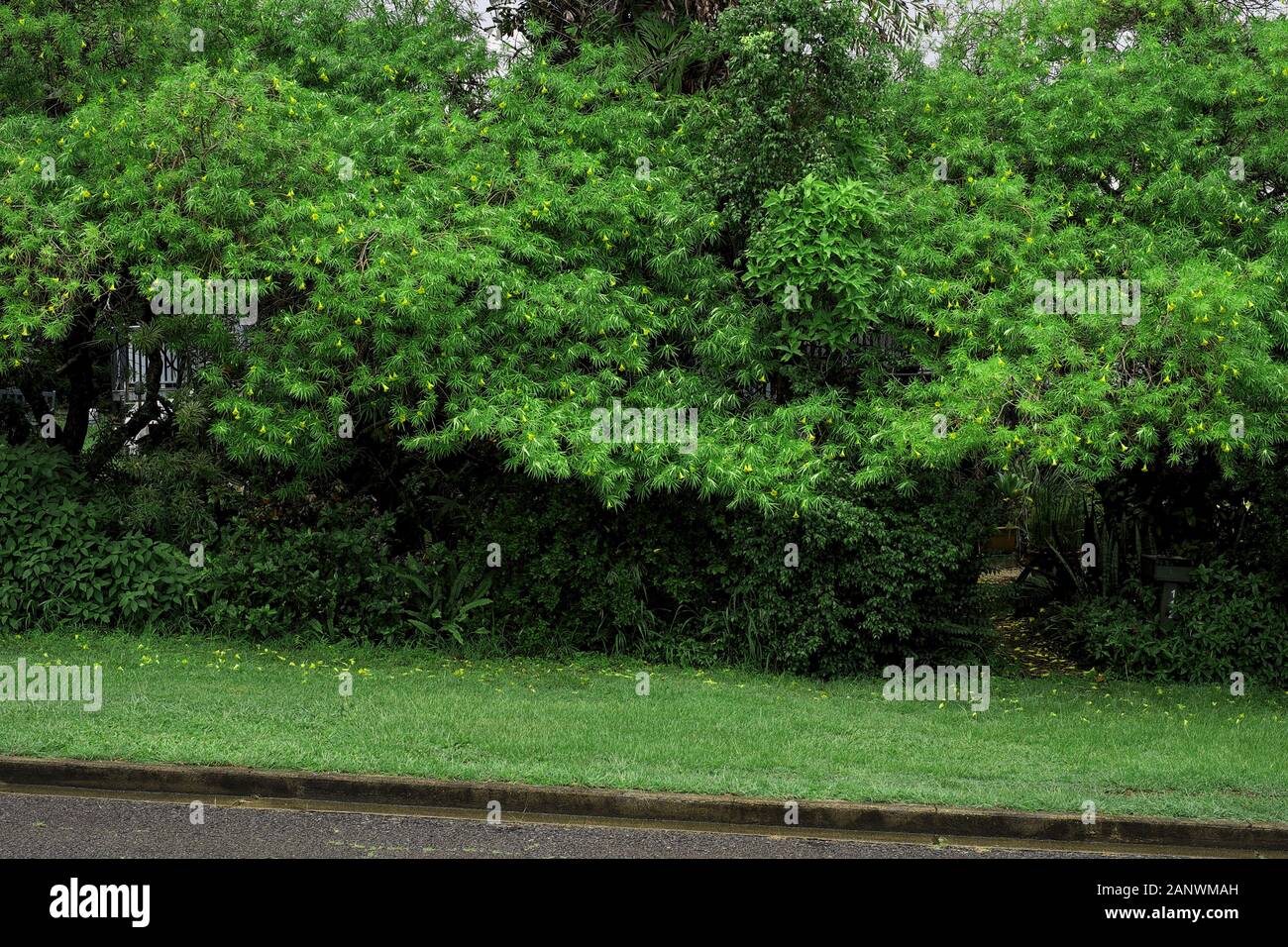An overgrown front yard block any view of a house in the Brisbane ...