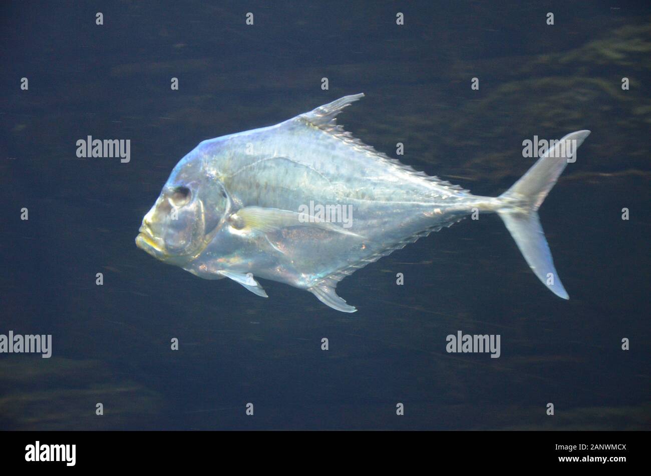 Lockdown fish Selene dorsalis Atlantic, aquarium Berlin Germany Stock ...
