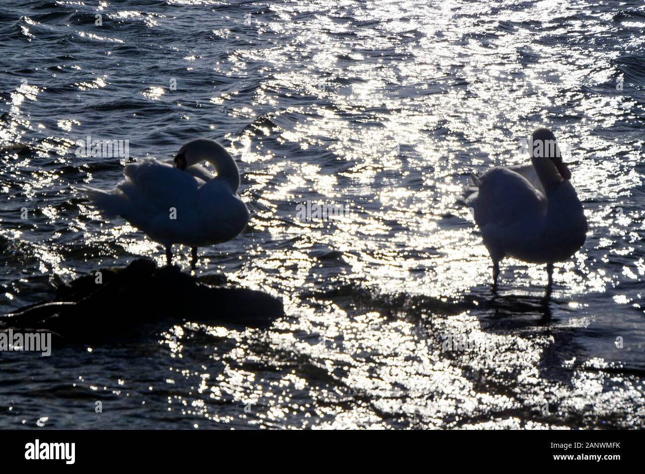 Couple of swans in a backlight, Confluence, Lyon, France Stock Photo ...