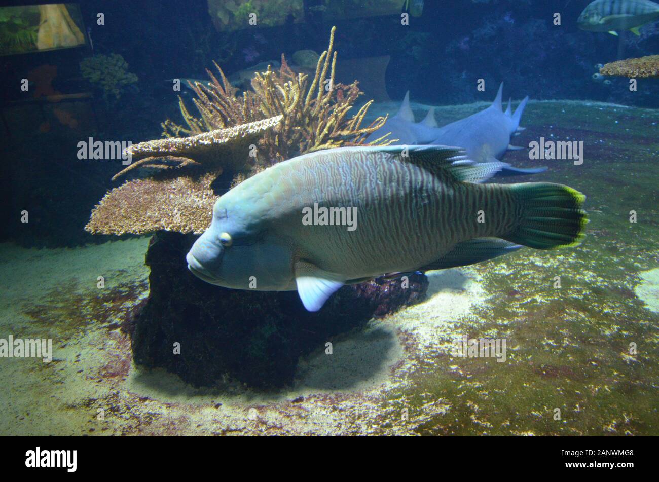 Tropical fish in aquarium, Berlin Stock Photo - Alamy