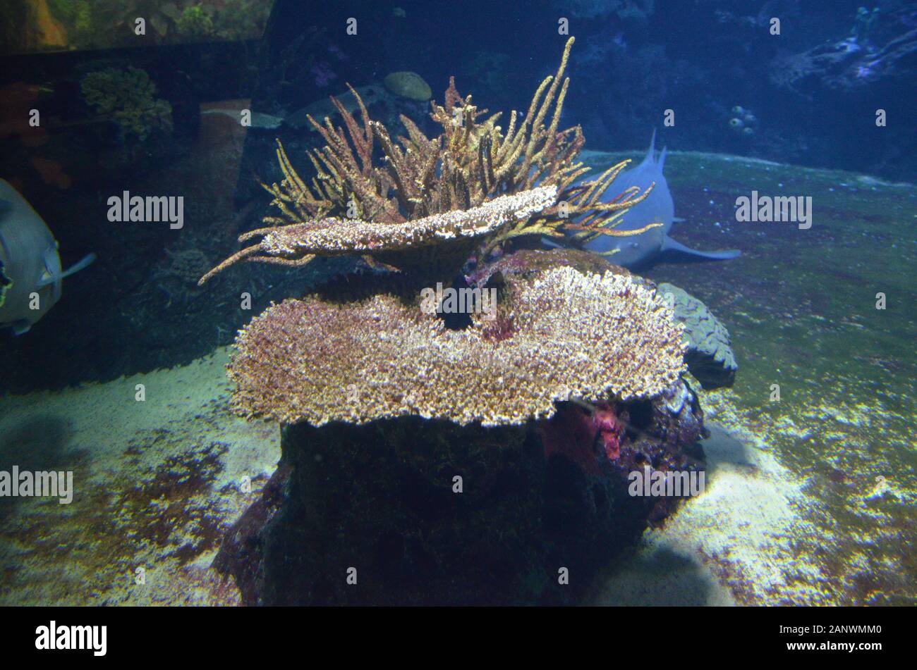 Coral in the Berlin Aquarium, Germany Stock Photo - Alamy