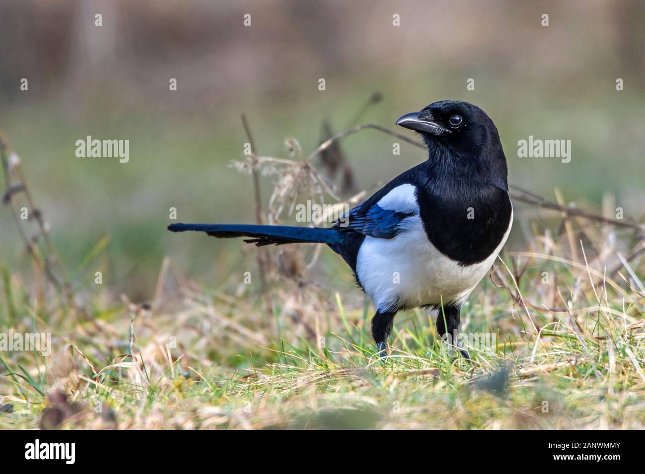 Elster (Pica pica Stock Photo - Alamy