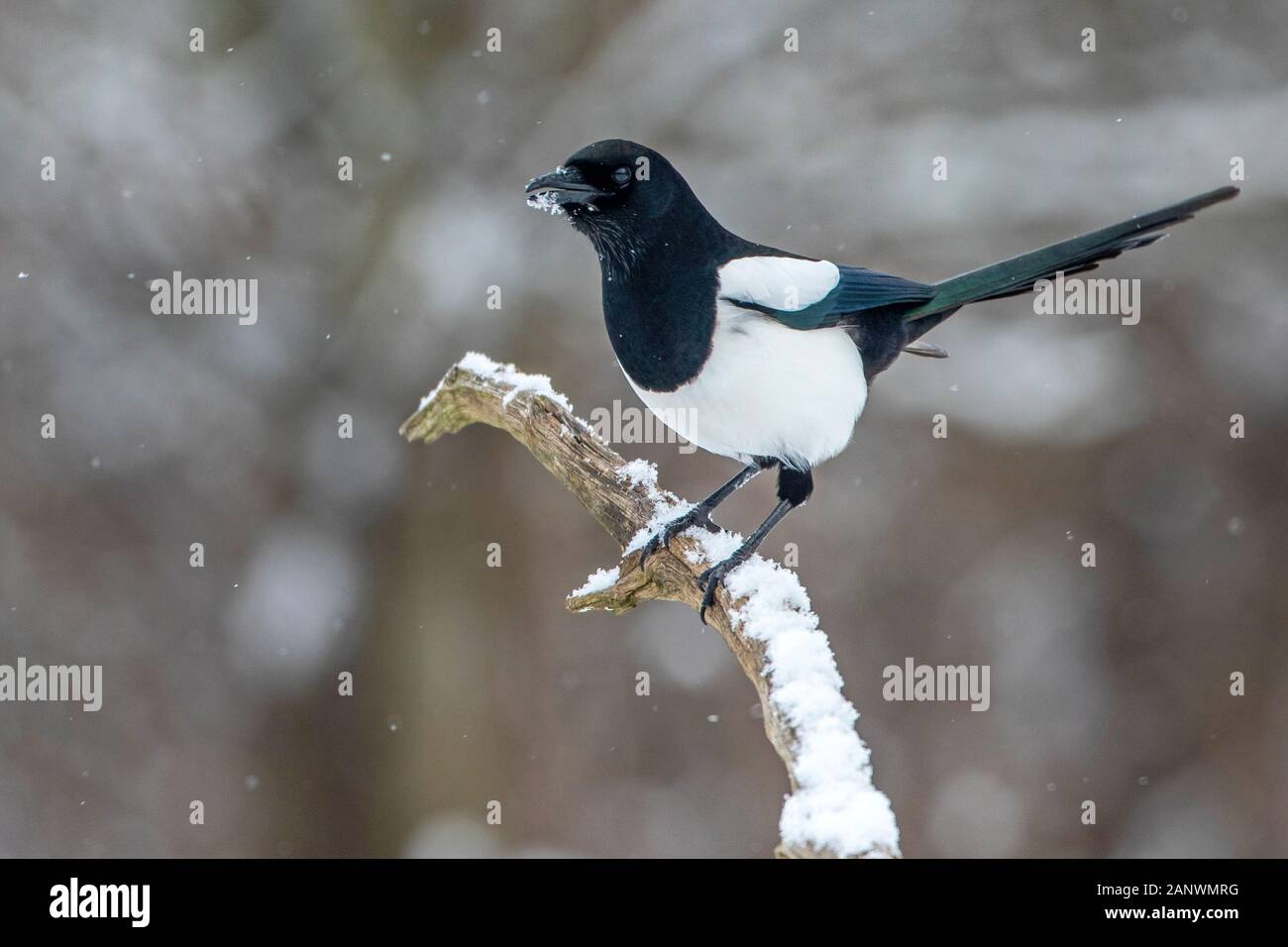 Elster (Pica pica Stock Photo - Alamy
