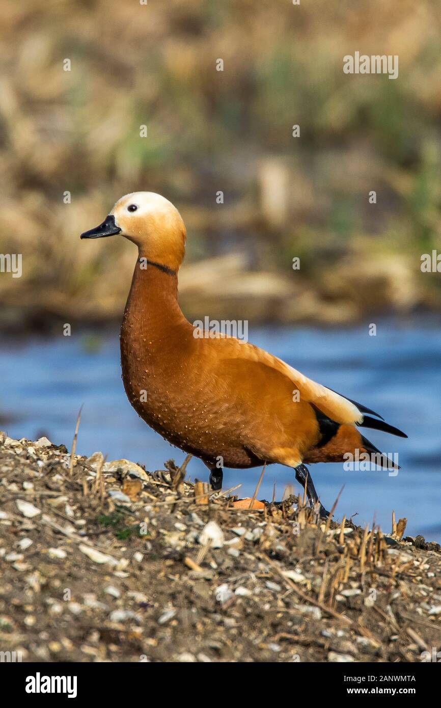 Rostgans hi-res stock photography and images - Alamy