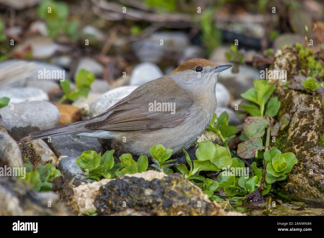 Mönchsgrasmücke (Sylvia atricapilla) Weibchen Stock Photo - Alamy