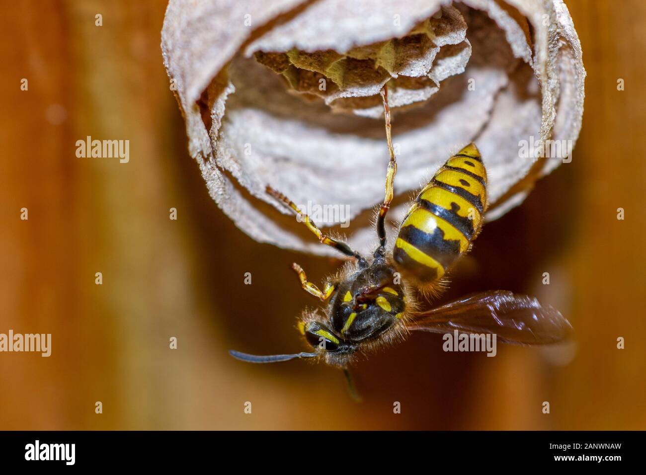 Faltenwespen hi-res stock photography and images - Alamy