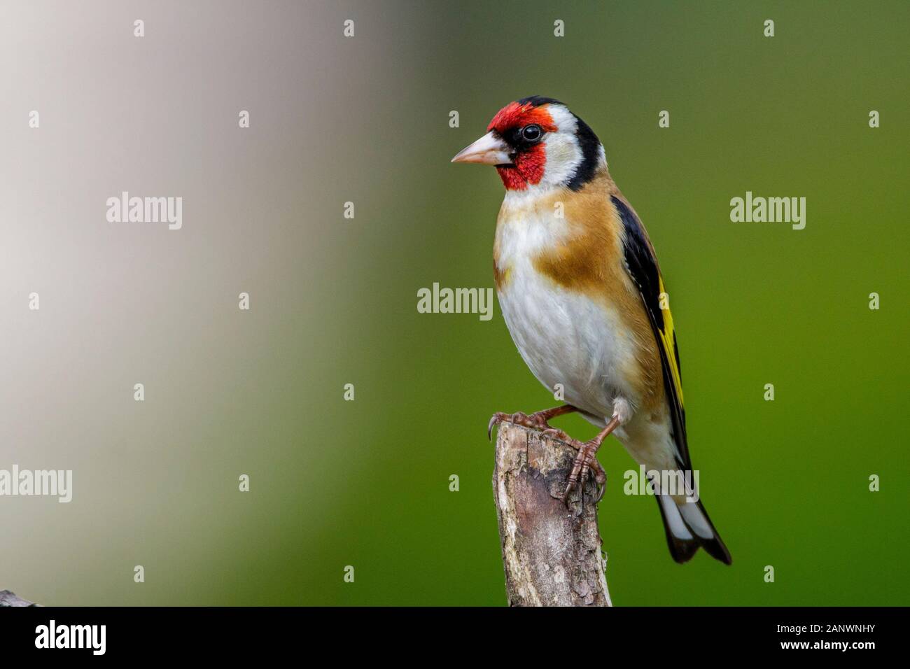 Carduelinae carduelis hi-res stock photography and images - Alamy