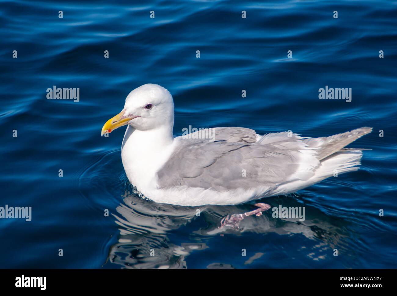 Animals in harmony hi-res stock photography and images - Alamy