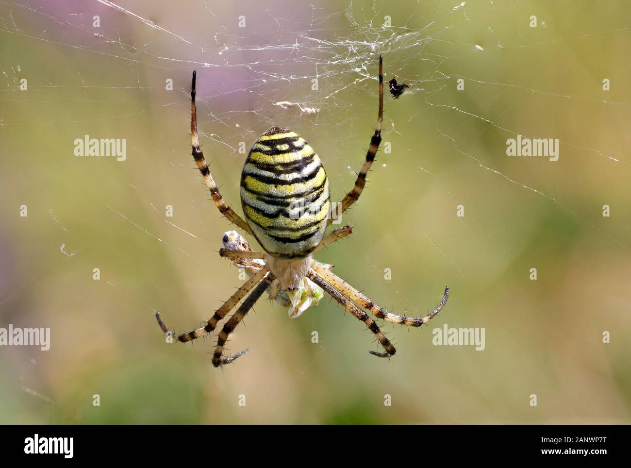 Wespenspinne im netz hi-res stock photography and images - Alamy