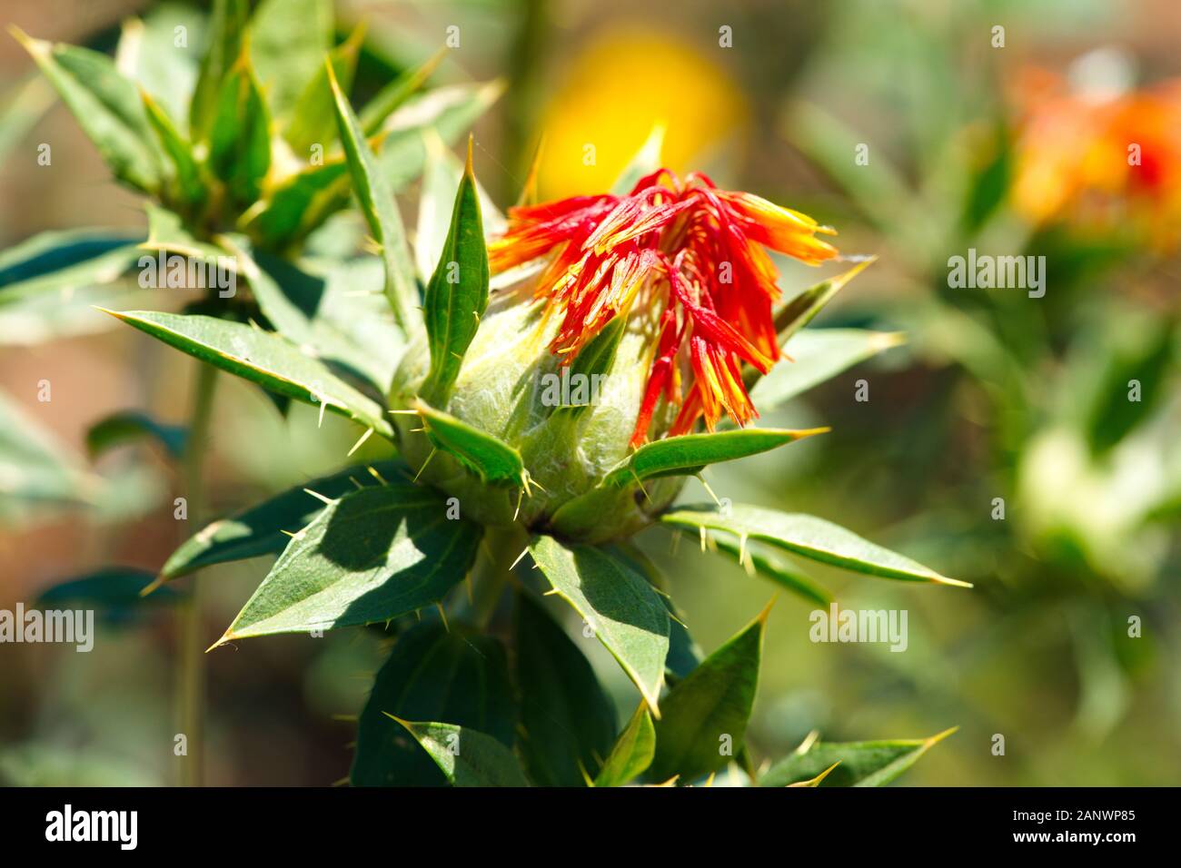 Safflower oil carthamus tinctorius hi-res stock photography and images ...