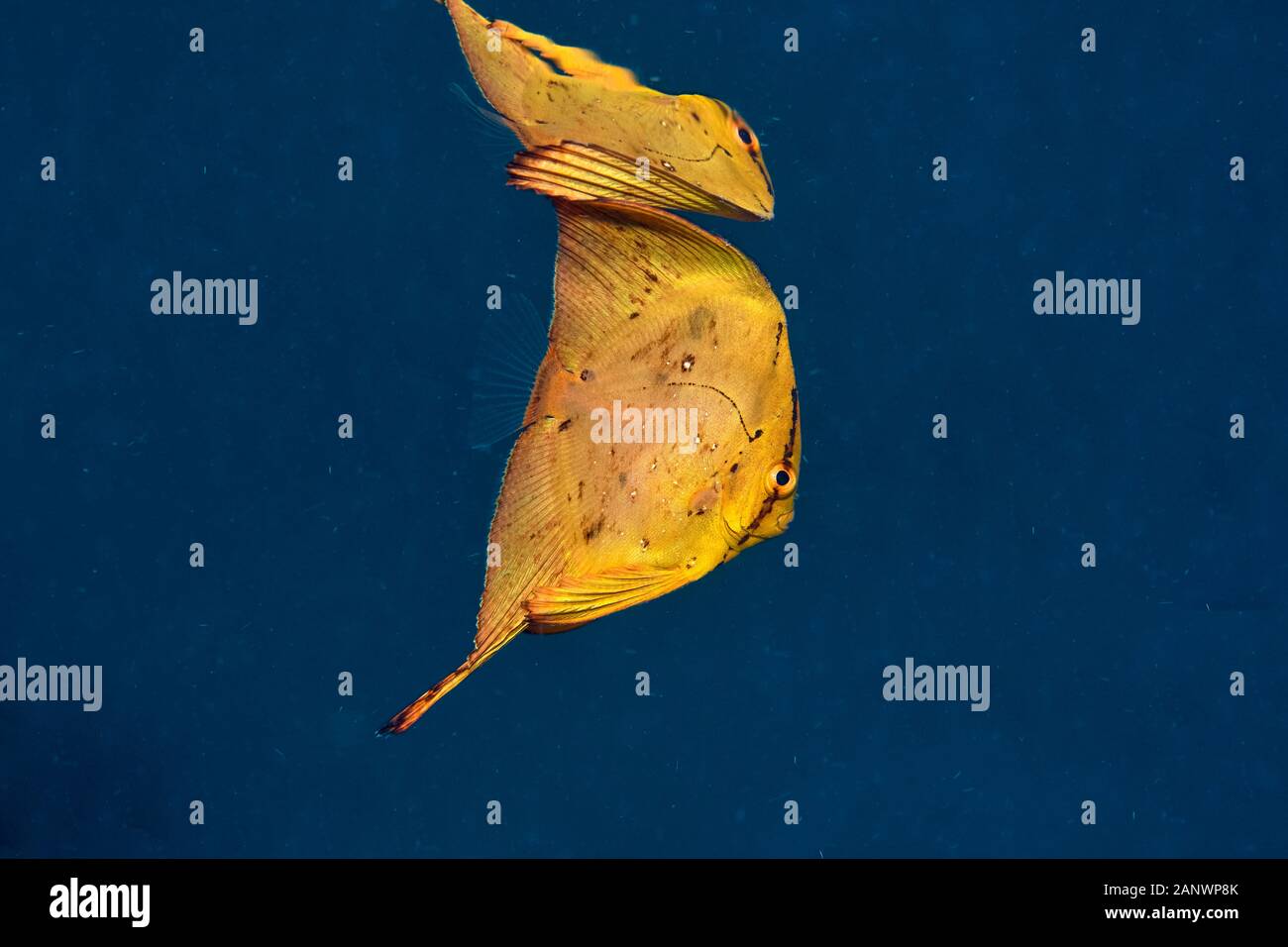 Juvenile spadefish hi-res stock photography and images - Alamy