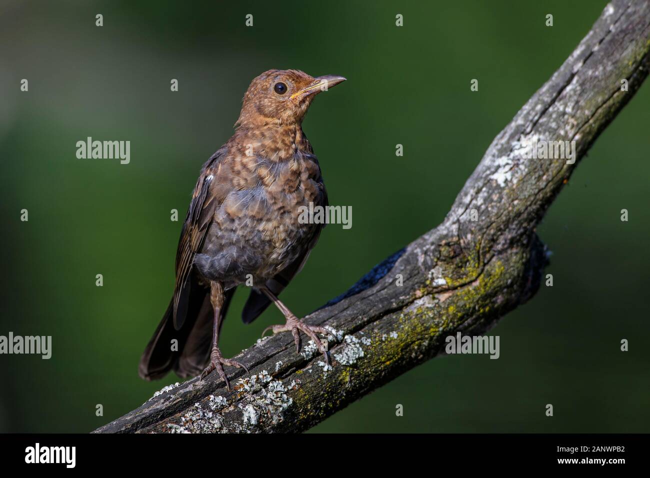 Amsel turdus merula turdidae hi-res stock photography and images - Alamy