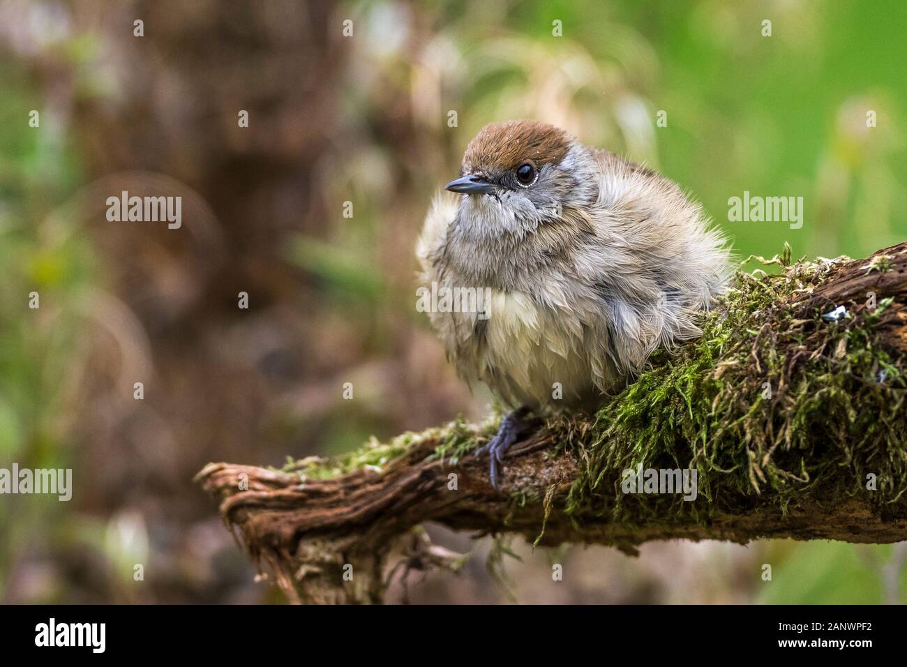 Sylvia atricapilla weiblich hi-res stock photography and images - Alamy