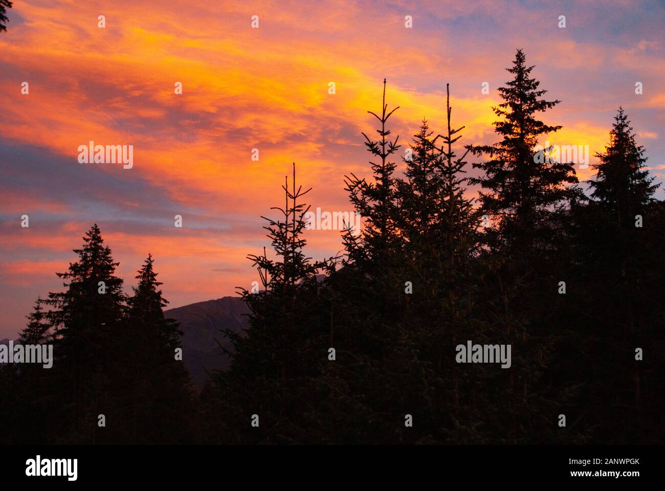 Pine trees on the mountain in Alaska at sunset Stock Photo - Alamy