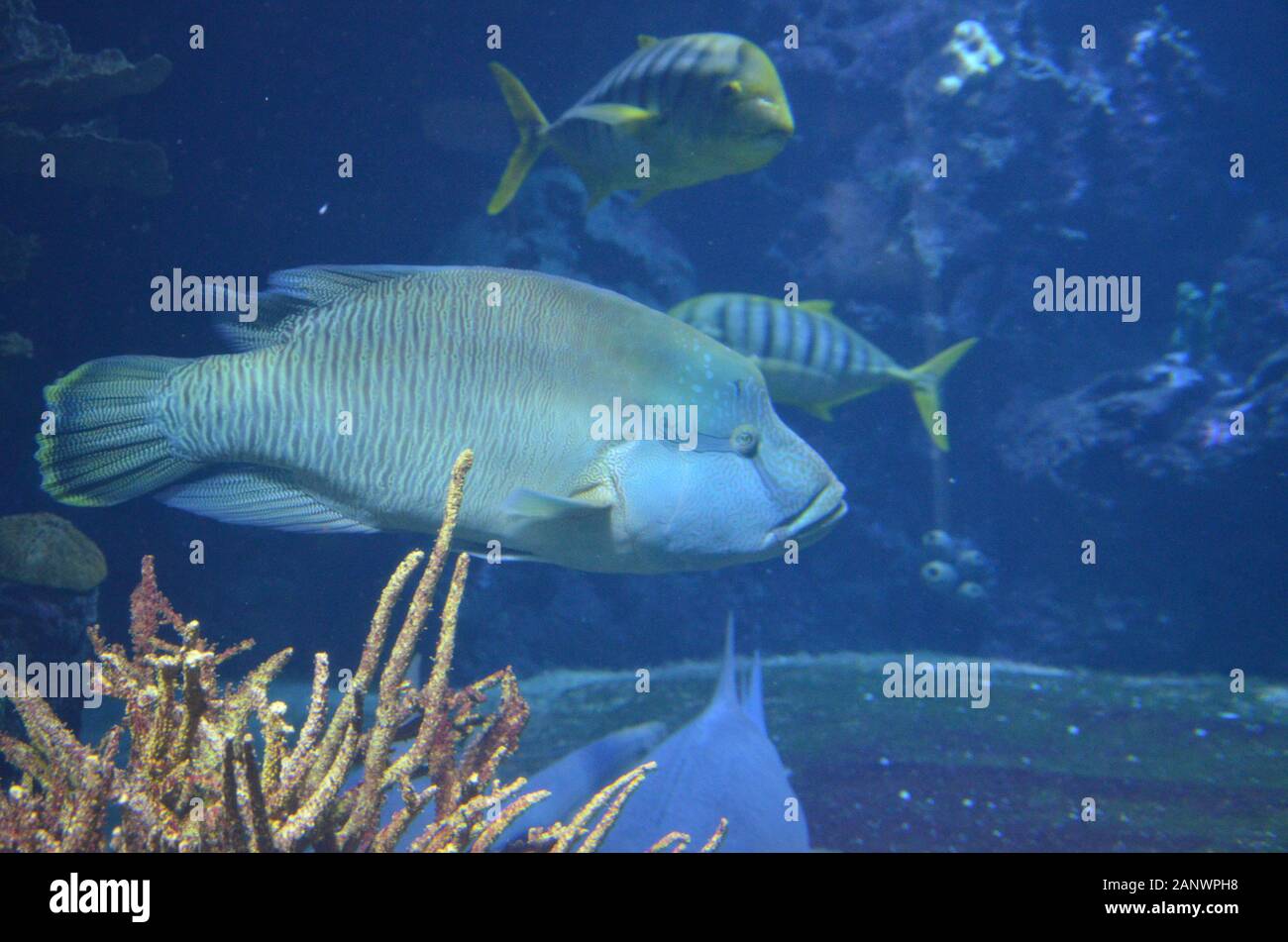 Tropical fish in aquarium, Berlin Stock Photo - Alamy