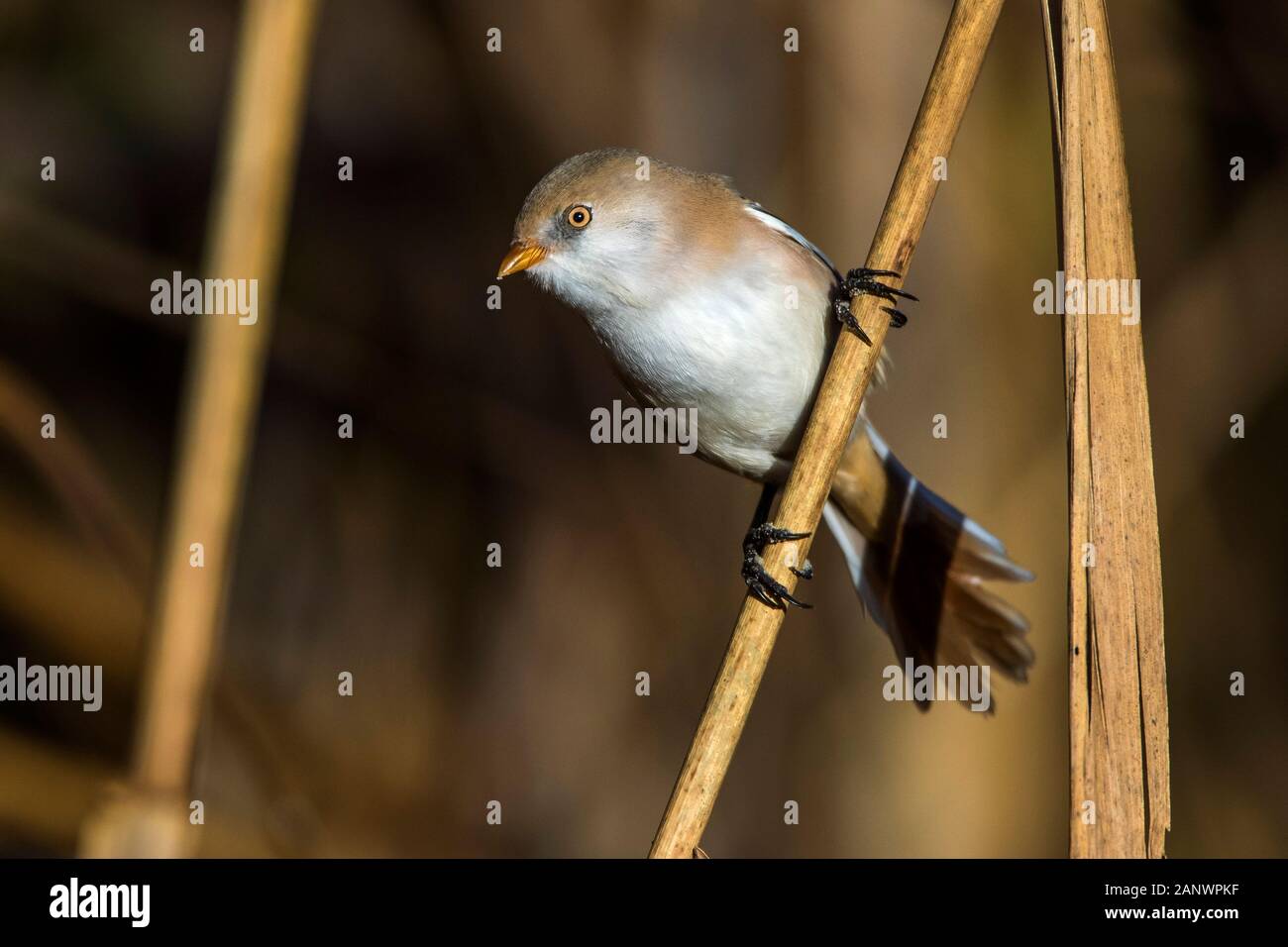 Bartmeise (Panurus biarmicus) Weibchen Stock Photo - Alamy