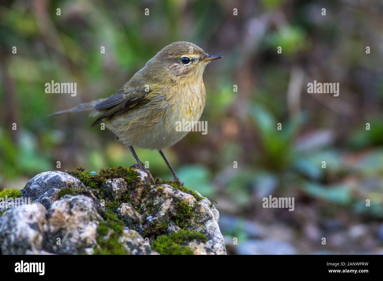 Zilpzalp (Phylloscopus collybita Stock Photo - Alamy