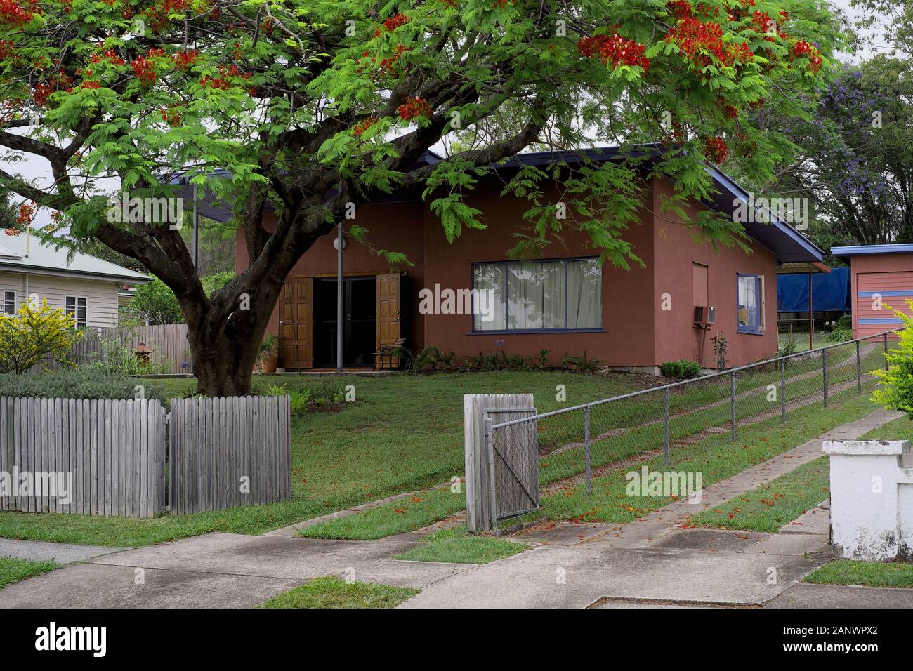 Skillion roof, mid-century modern house with a large, flowing Poinciana ...