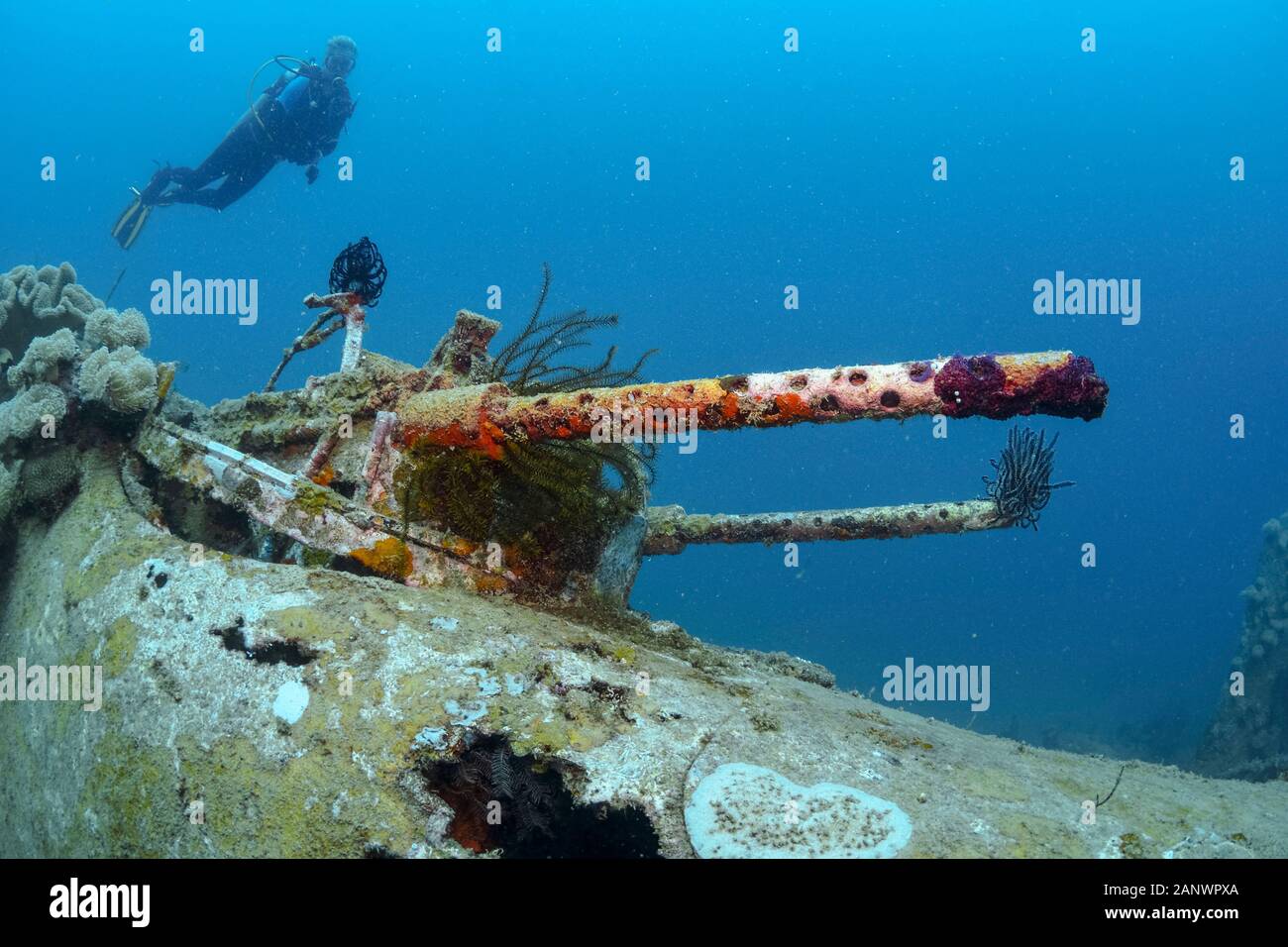 A female diver investigating the machine guns of a B-25 Mitchell Bomber ...