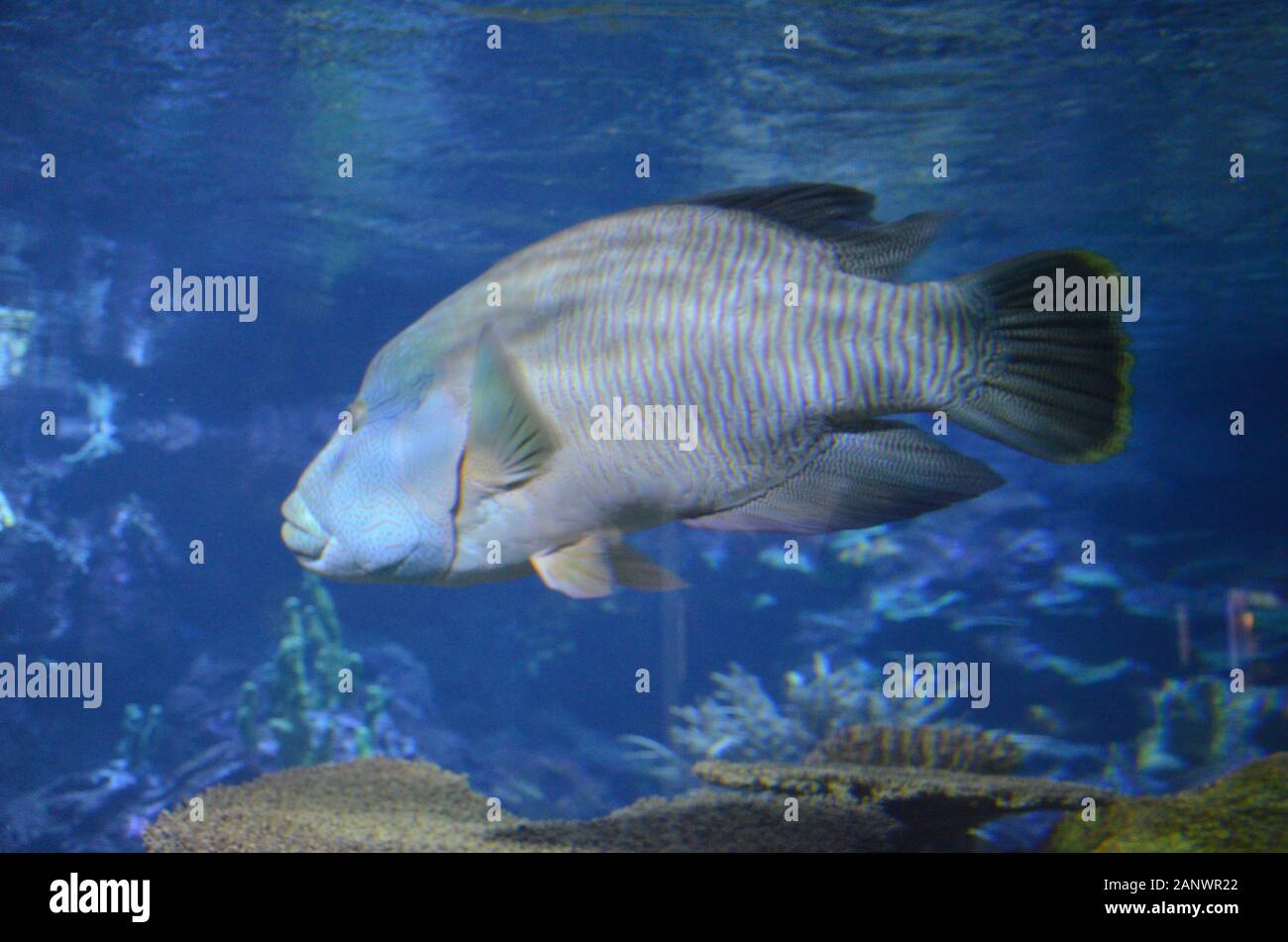 Tropical fish in aquarium, Berlin Stock Photo - Alamy