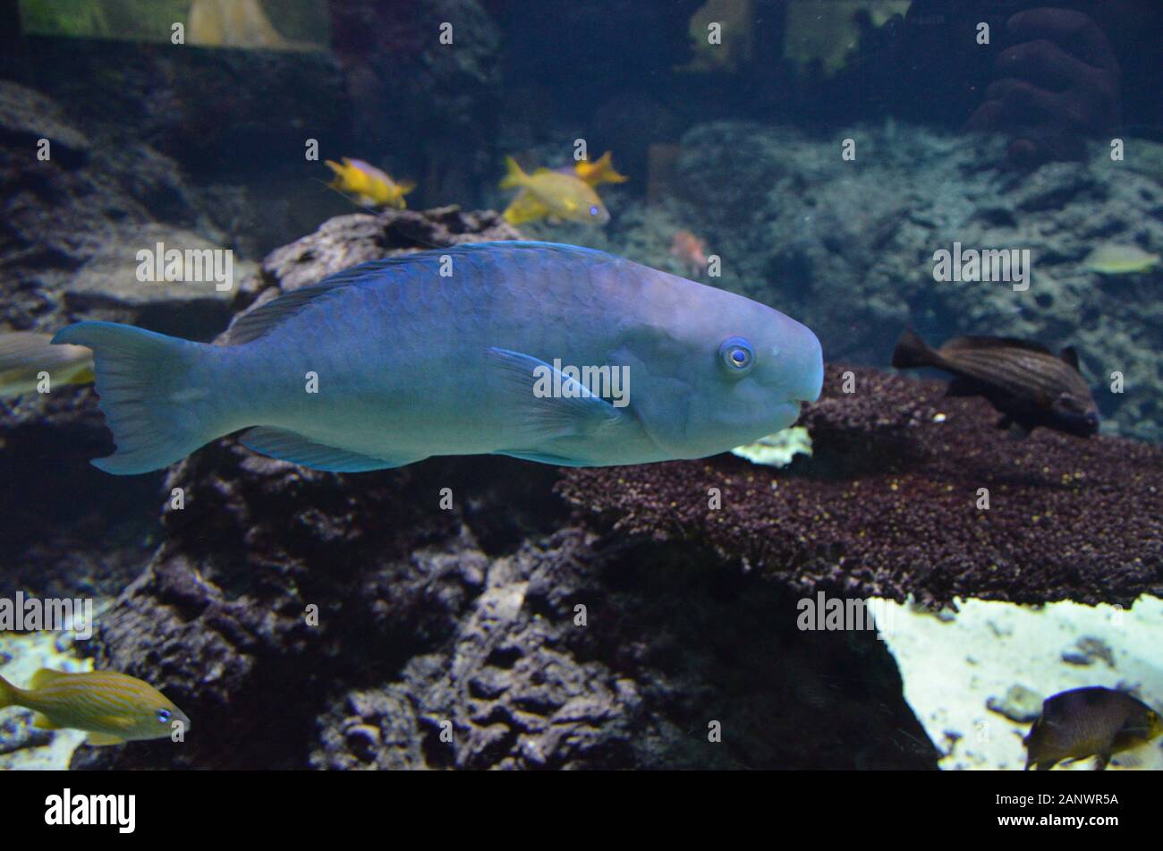Tropical fish in aquarium, Berlin Stock Photo - Alamy