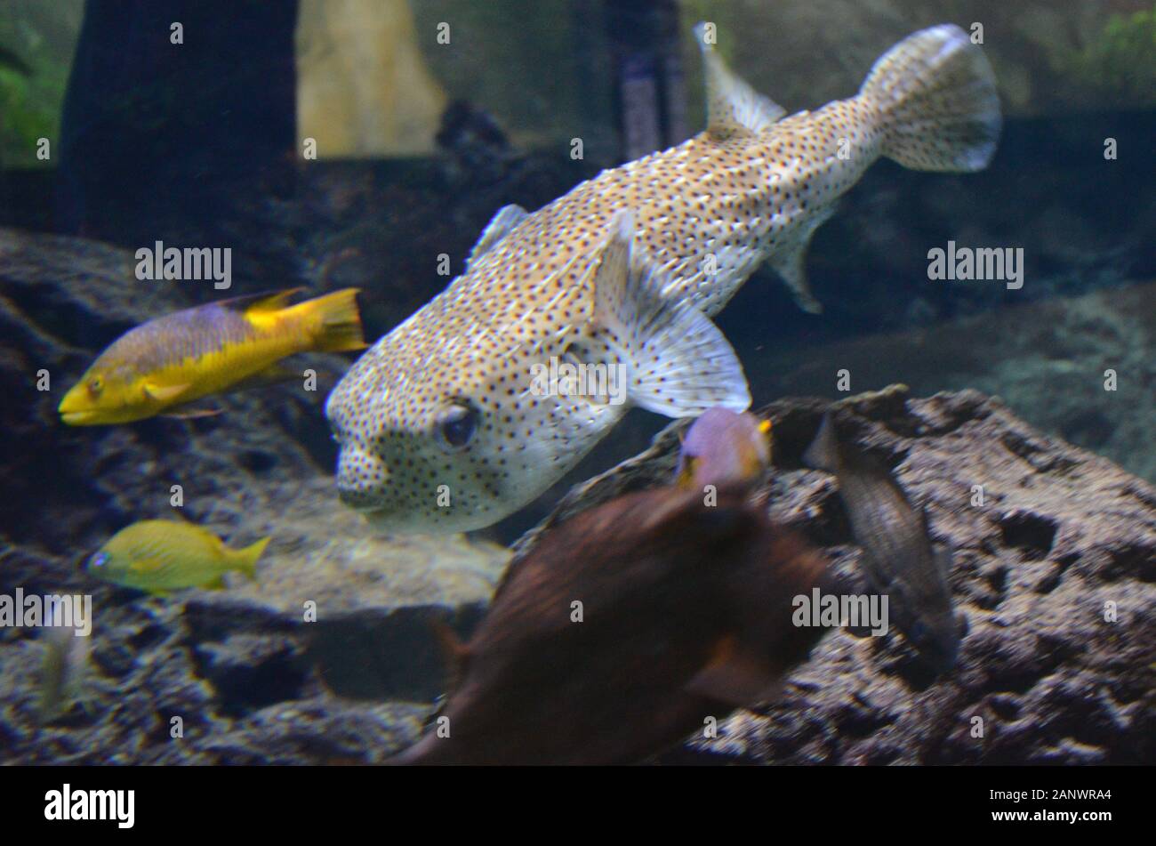 Tropical fish in aquarium, Berlin Stock Photo - Alamy