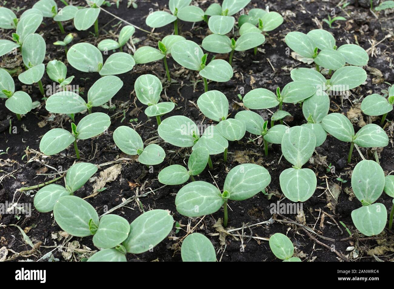 close-up of watermelon sprouts growing in the vegetable garden as a ...