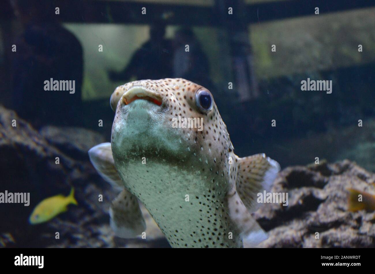 Tropical fish in aquarium, Berlin Stock Photo - Alamy