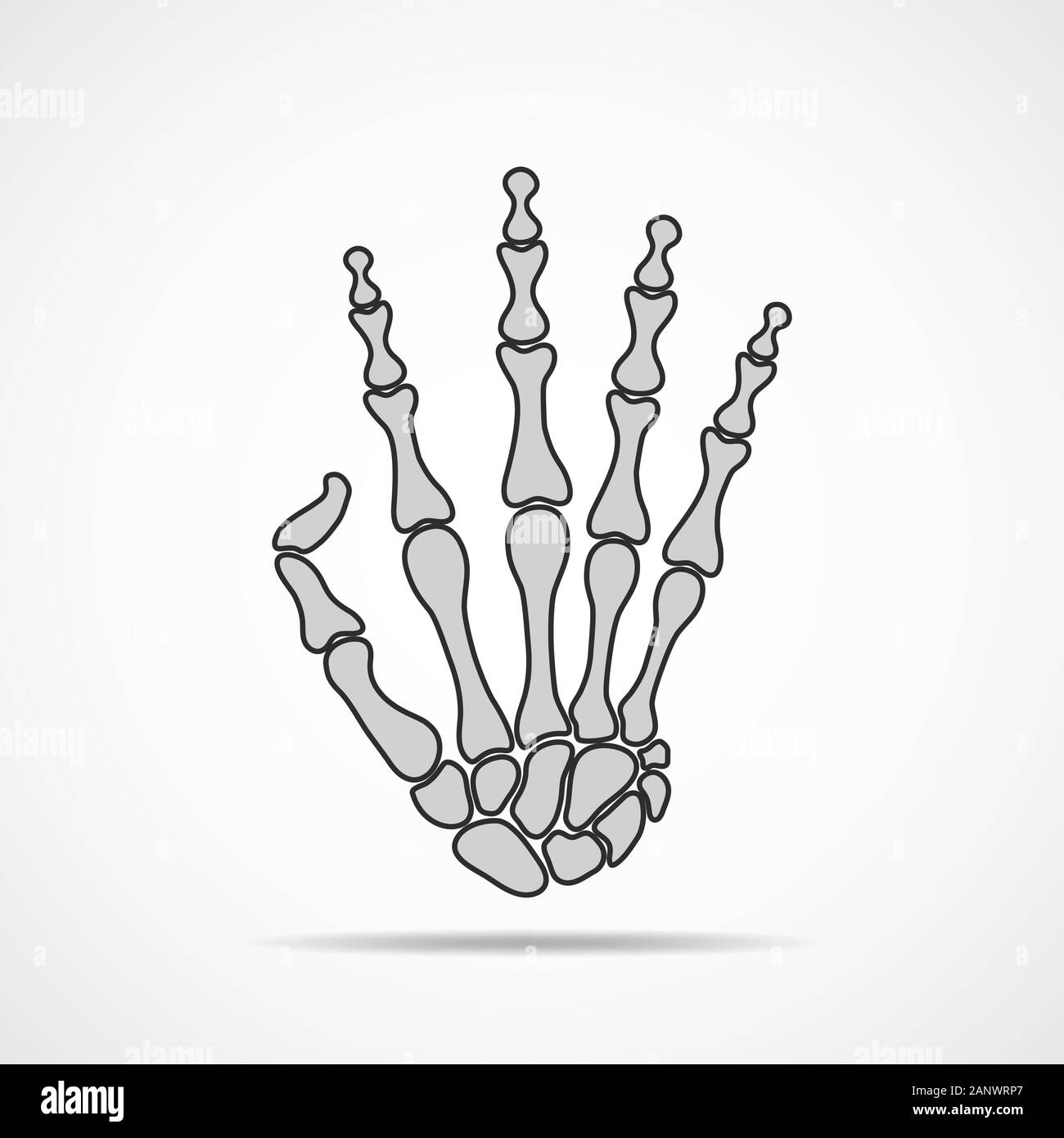 Hand bone on light background. Skeleton of the hand. Vector ...