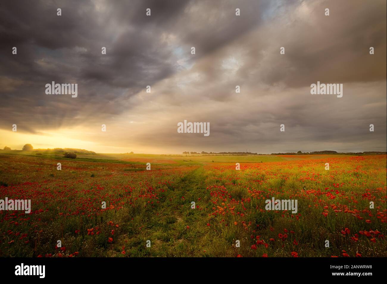 Beautiful sunrise poppy fields in Norfolk England with storm clouds and ...