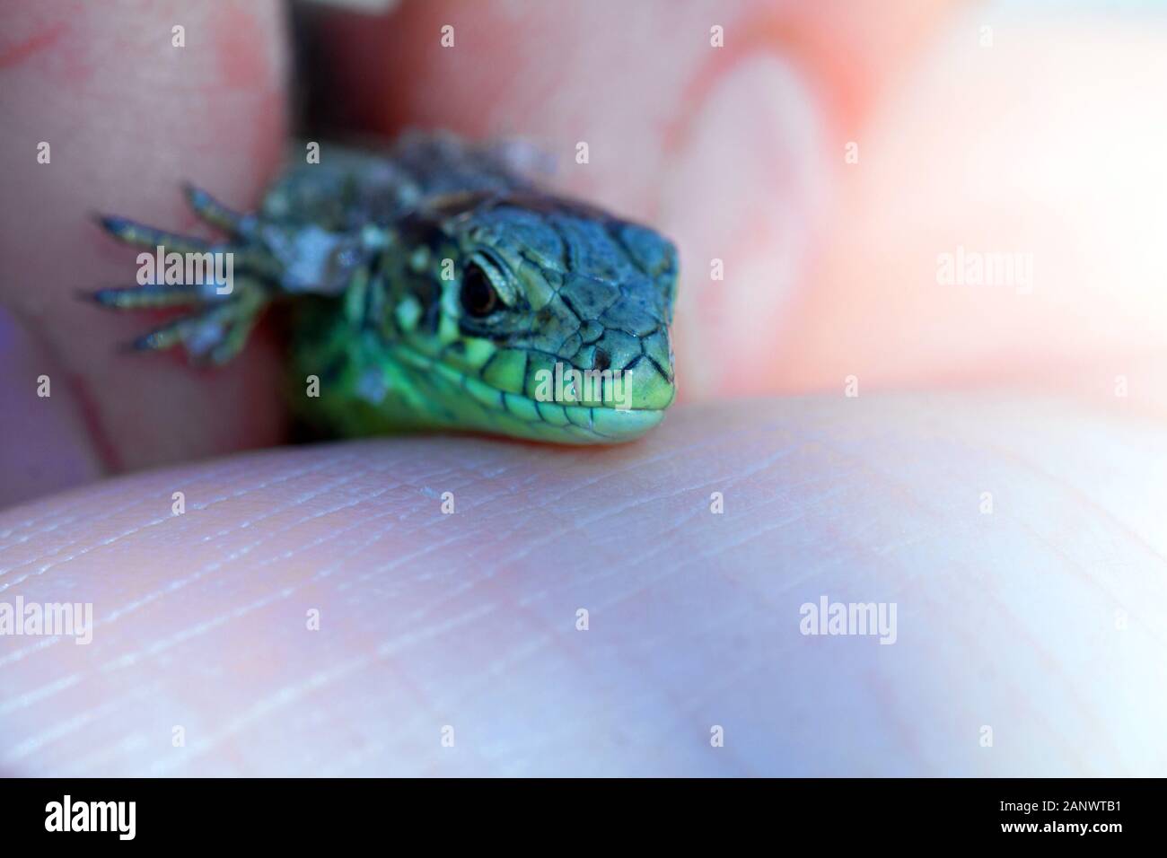 human hand holding a little green lizard with a long tail Stock Photo ...