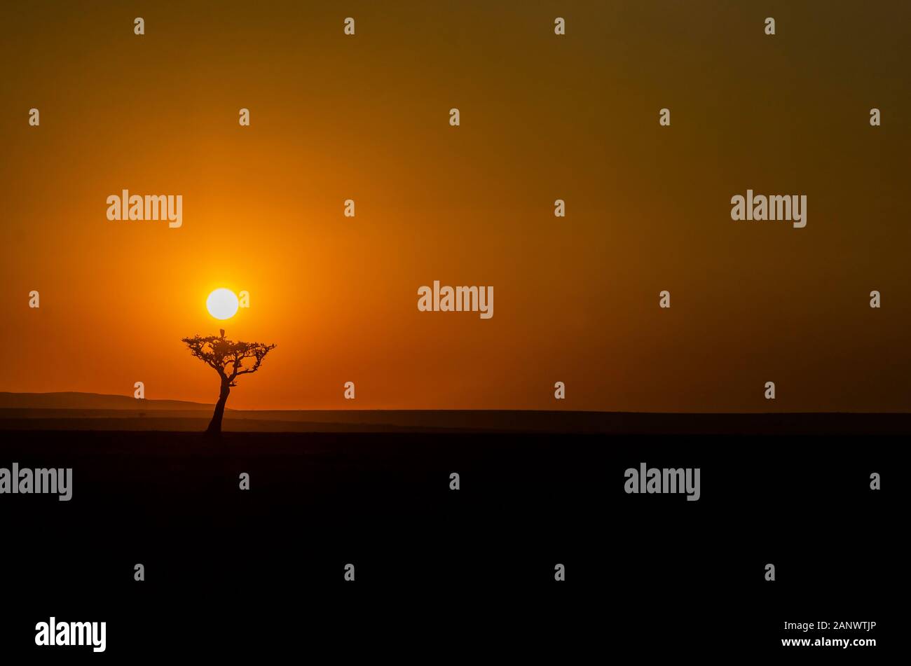 A gorgeous sunset in the plains of Masai Mara National Reserve during a ...