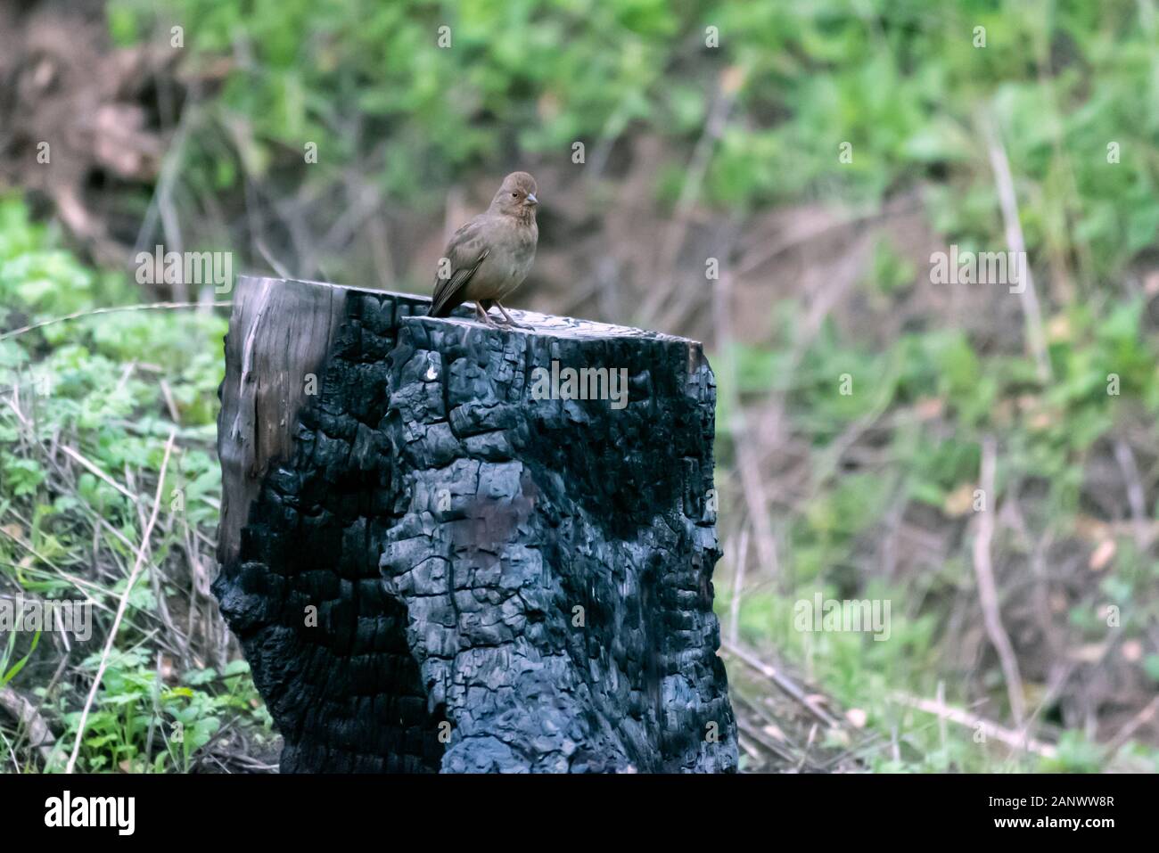 Phoebe bird perched on charred tree stump in forrest while remaining ...