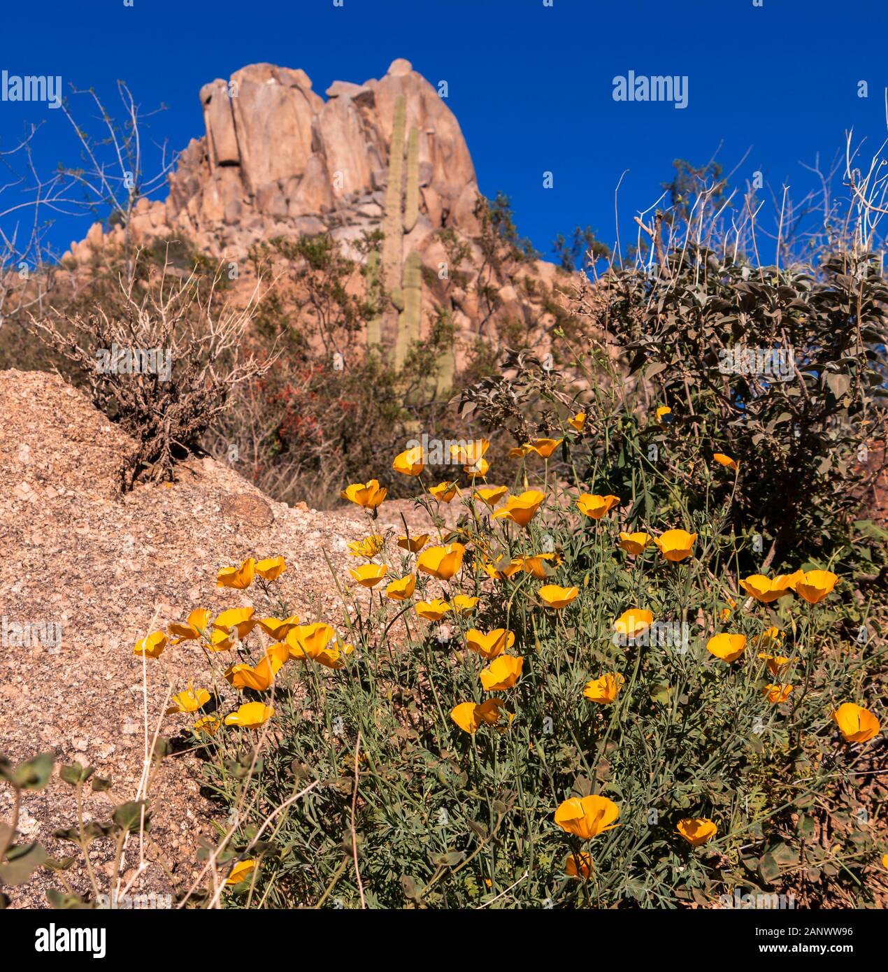 Landscape Close Up Of Desert Poppy Wildflowers in the Arizona Desert ...
