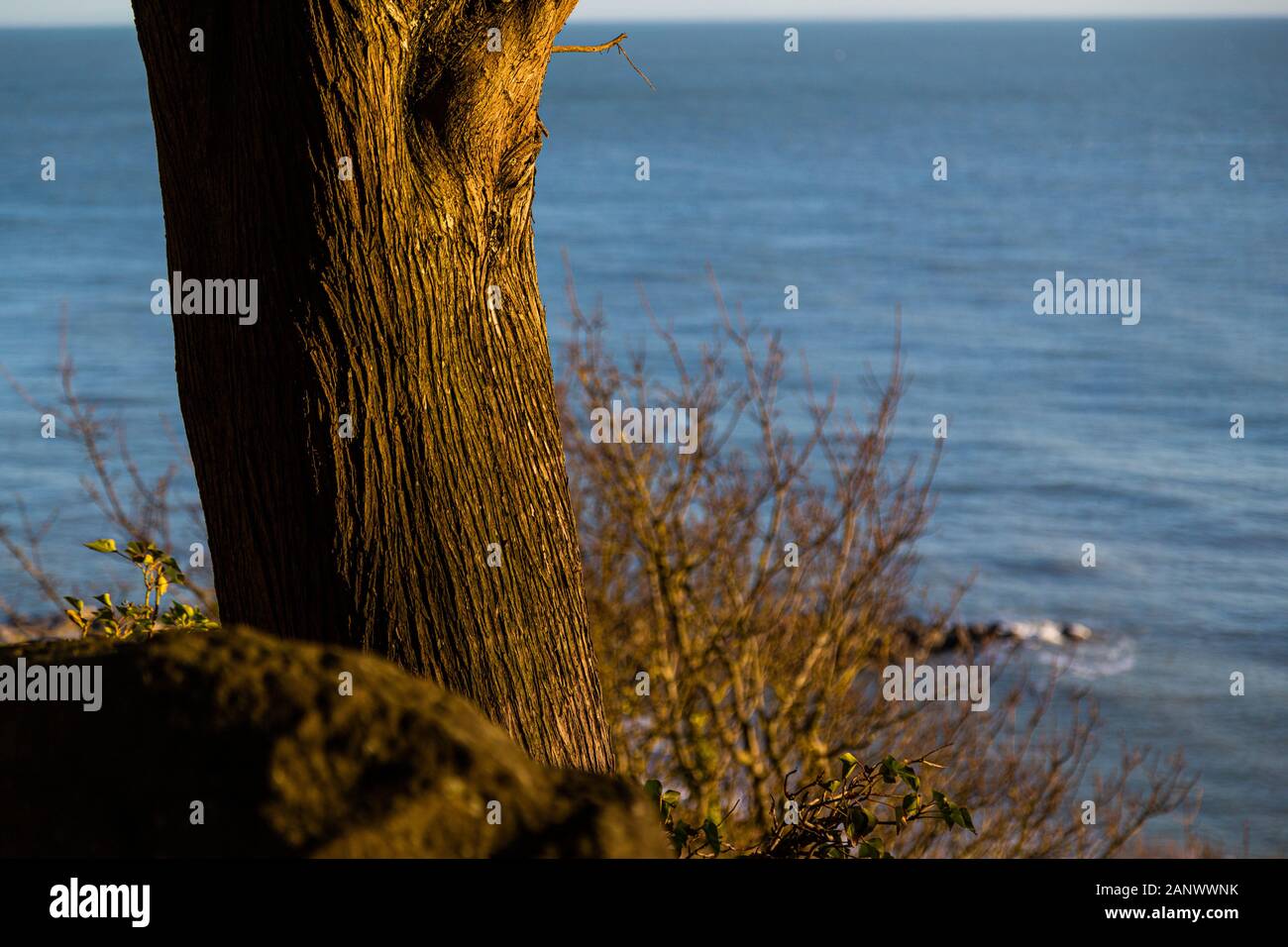 Folkestone, Kent. UK Cedar Tree on a zig-zag path at The Leas. The ...