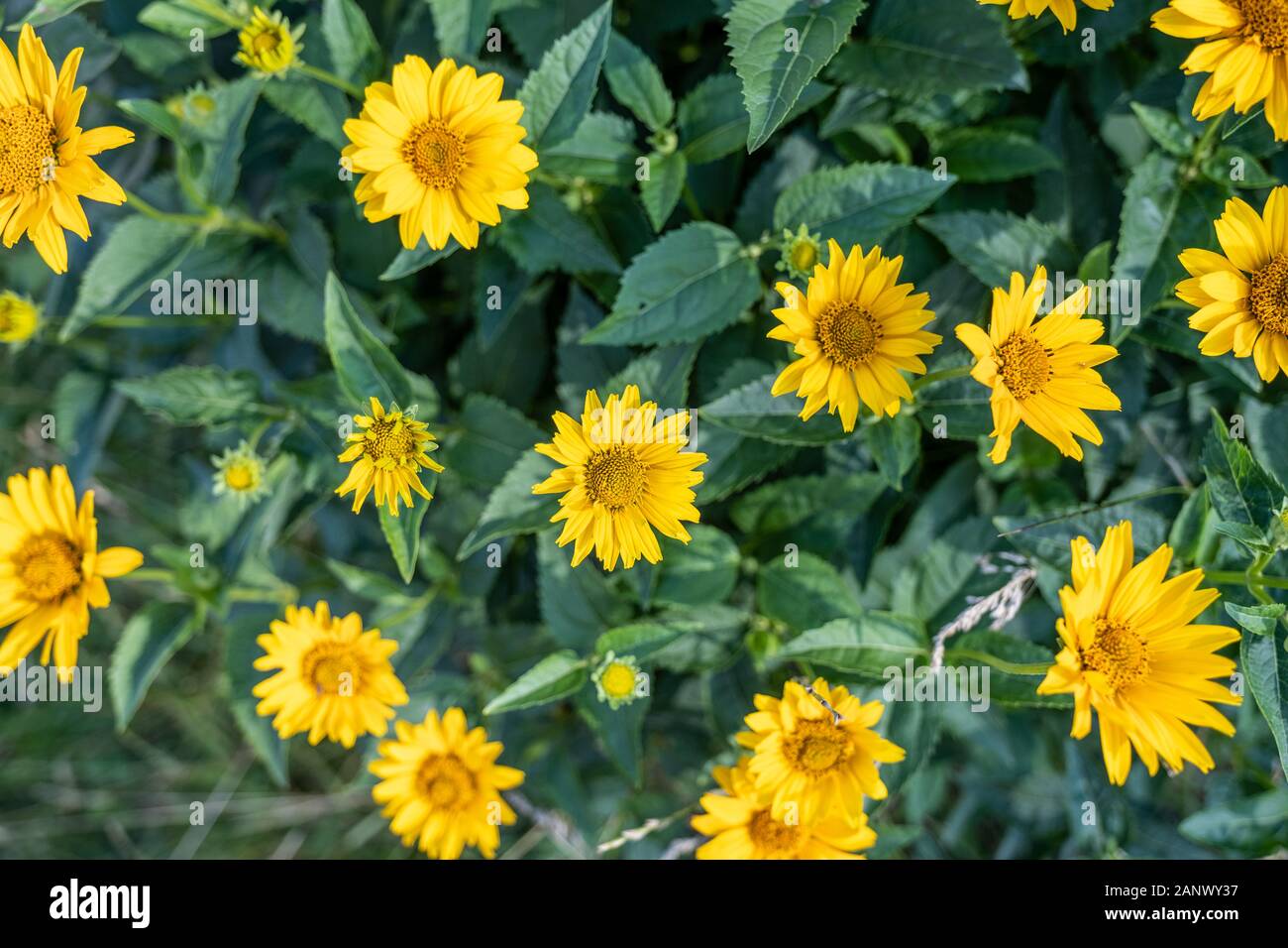 American tickseed hi-res stock photography and images - Alamy
