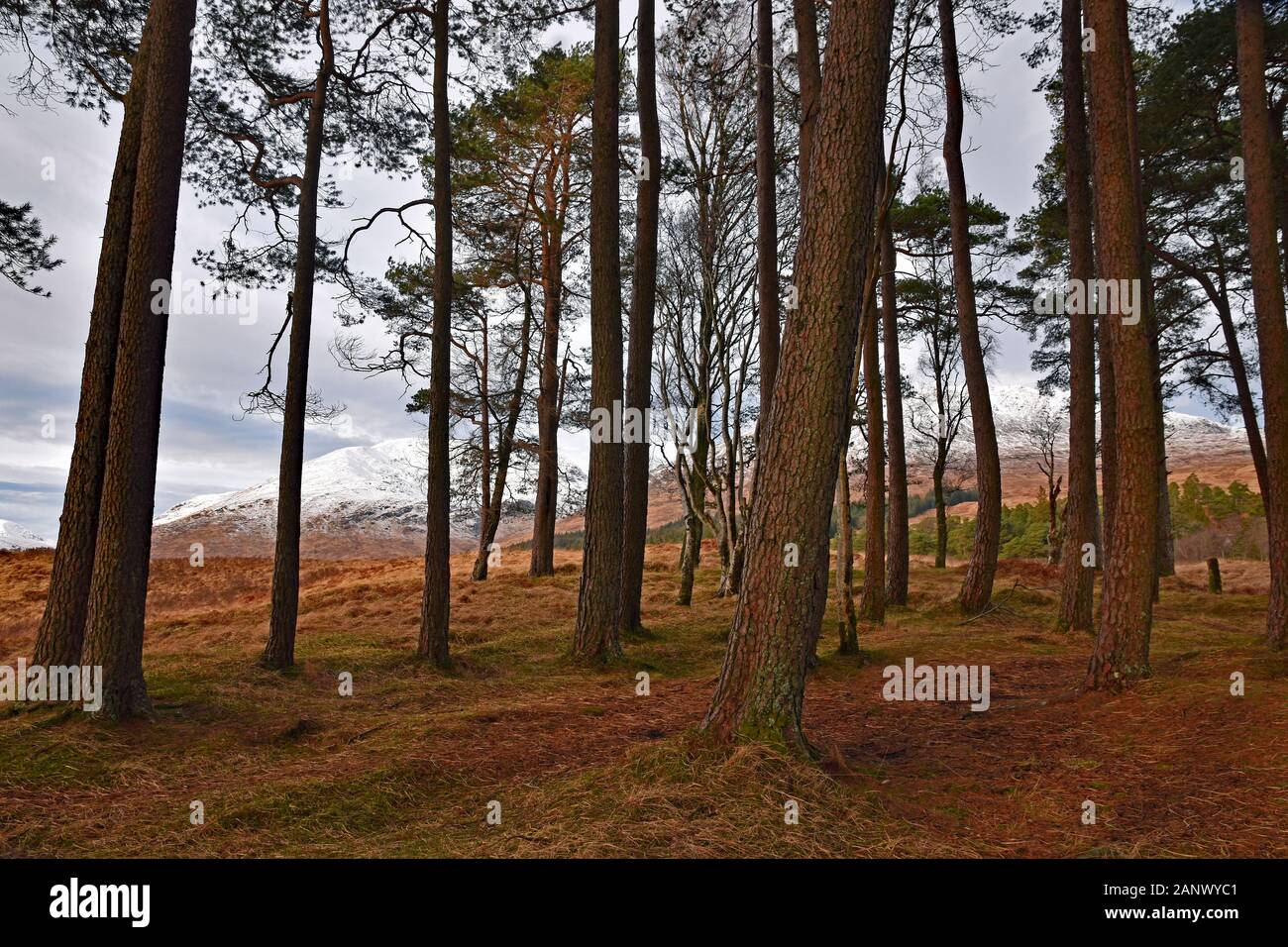 Grove of Caledonian Pine trees in Scottish Highlands with snowy ...
