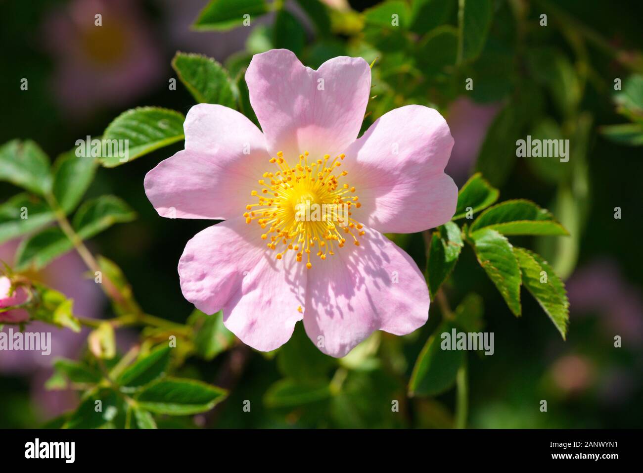 rosehip flower (Rosa canina). macro shoot in natural environment Stock ...