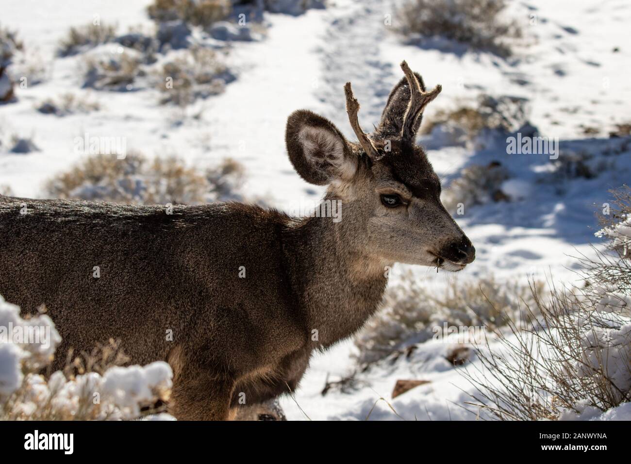 Male Kaibab deer (subspecies of mule deer) with antlers feeding during ...
