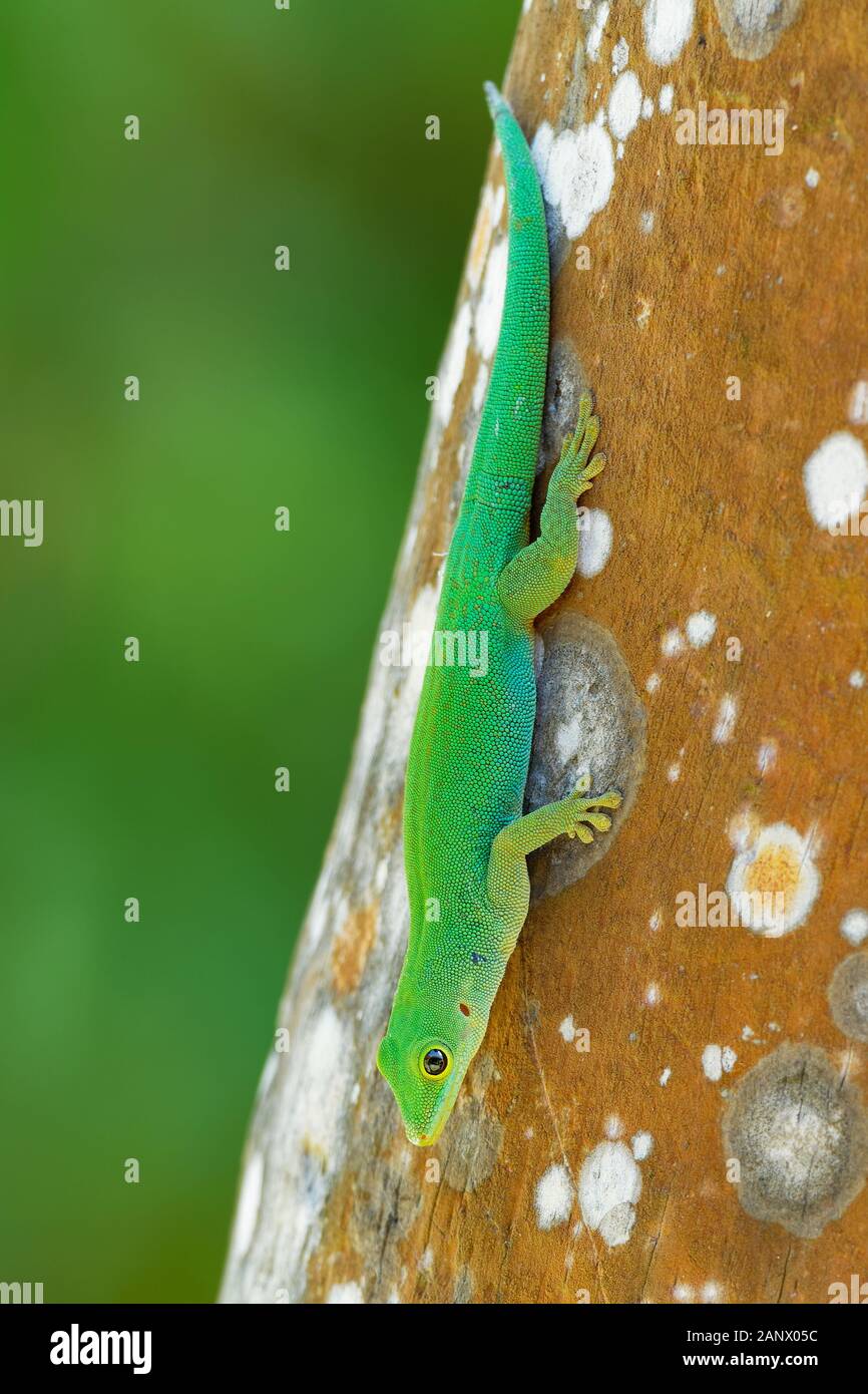Giant madagascar day gecko hi-res stock photography and images - Alamy