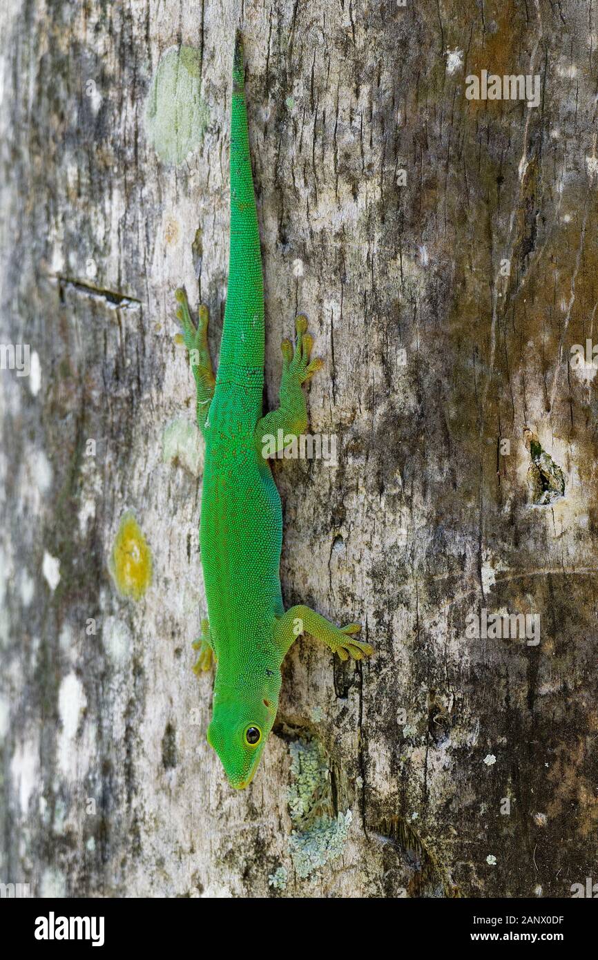Giant madagascar day gecko hi-res stock photography and images - Alamy