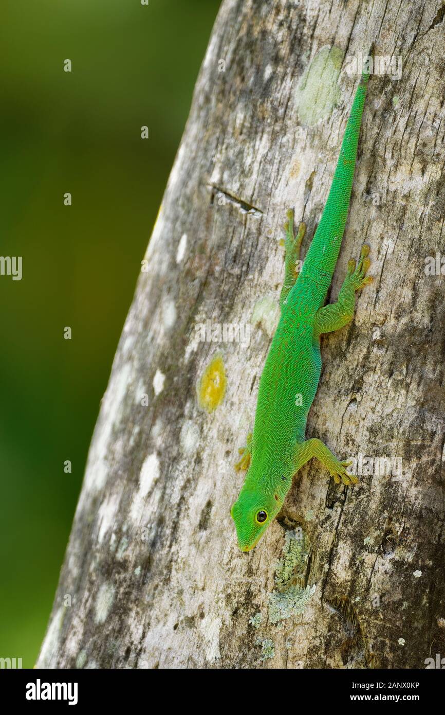 Seychelles Giant Day Gecko - Phelsuma sundbergi is diurnal species of ...