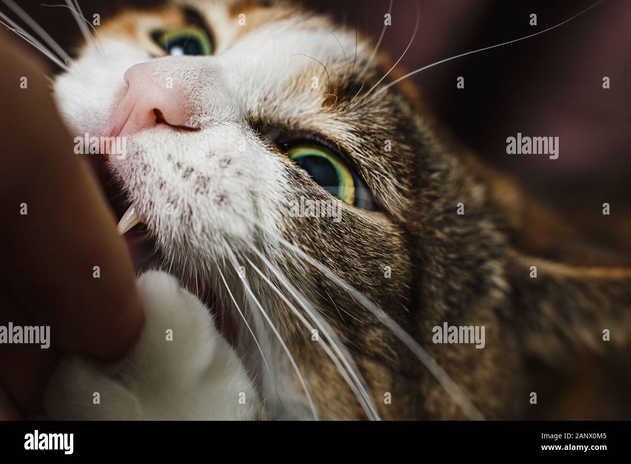 Serious bites hi-res stock photography and images - Alamy