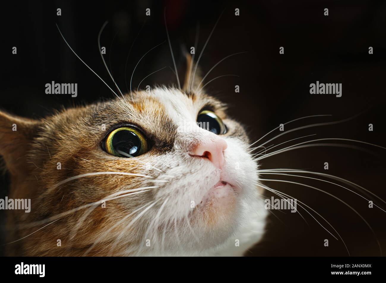 Cat in attacking mode close-up. Always alert Stock Photo - Alamy