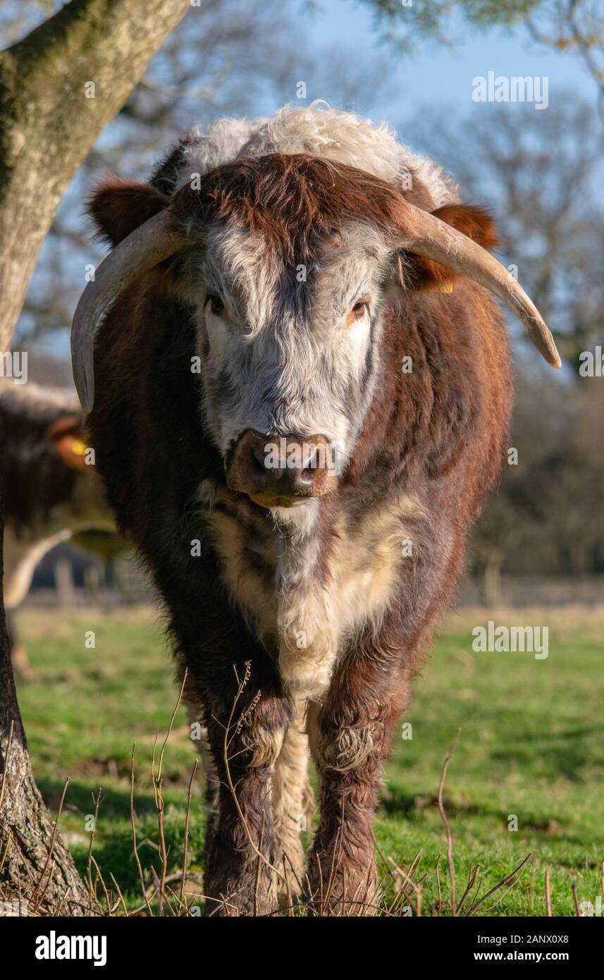 English Longhorn Cattle Stock Photo - Alamy